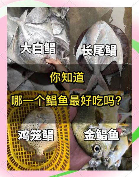 鲳鱼有几个品种_常见鲳鱼种类区别-第2张图片-山城妙识 鲳鱼有几个品种_常见鲳鱼种类区别-第2张图片-山城妙识