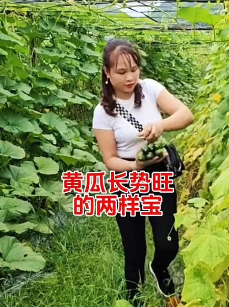 黄瓜幸福宝是什么_黄瓜幸福宝怎么用-第1张图片-山城妙识 黄瓜幸福宝是什么_黄瓜幸福宝怎么用-第1张图片-山城妙识