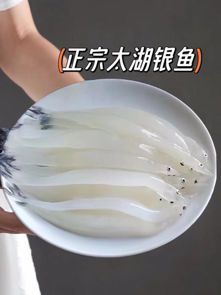 淡水银鱼多少钱一斤_淡水银鱼价格行情-第1张图片-山城妙识