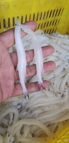 淡水银鱼多少钱一斤_淡水银鱼价格行情-第3张图片-山城妙识