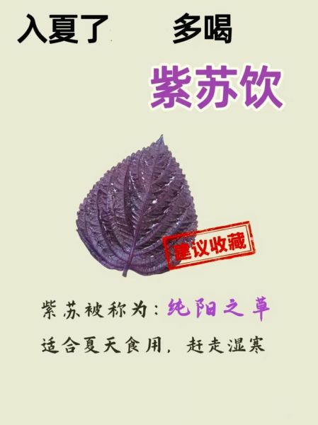 紫苏的功效与作用及食用方法_紫苏怎么吃最健康-第1张图片-山城妙识
