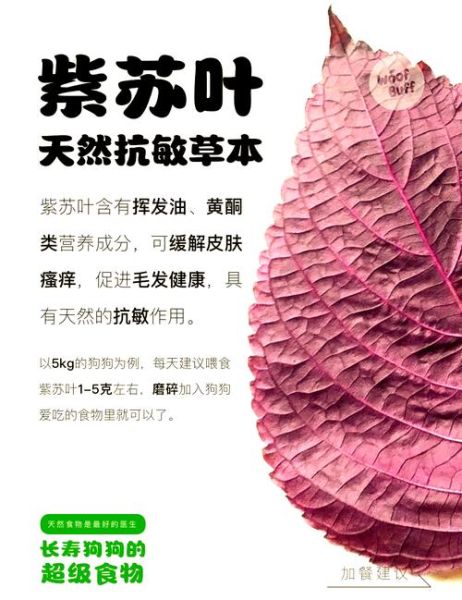 紫苏的功效与作用及食用方法_紫苏怎么吃最健康-第3张图片-山城妙识