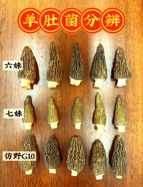 羊肚菌菇怎么挑选_羊肚菌菇图片真假对比-第1张图片-山城妙识