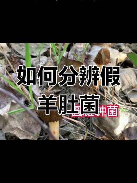羊肚菌菇怎么挑选_羊肚菌菇图片真假对比-第3张图片-山城妙识