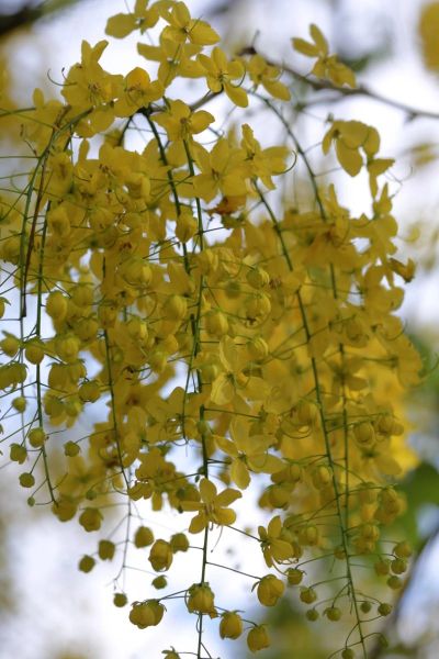 腊肠树花期是什么时候_腊肠树花期多久-第1张图片-山城妙识