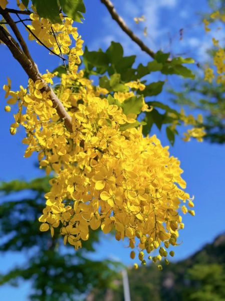 腊肠树花期是什么时候_腊肠树花期多久-第3张图片-山城妙识