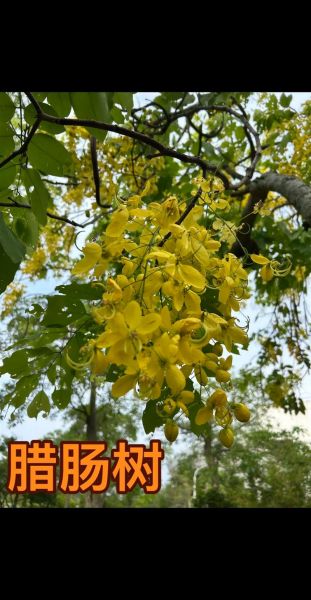 腊肠树花期是什么时候_腊肠树花期多久-第2张图片-山城妙识