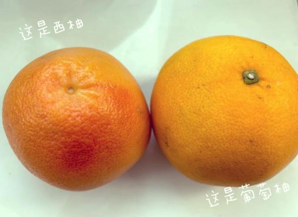 葡萄柚是什么水果_葡萄柚和西柚的区别-第2张图片-山城妙识 葡萄柚是什么水果_葡萄柚和西柚的区别-第2张图片-山城妙识