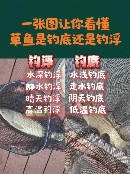 鲮鱼钓底还是钓浮_野钓实战技巧-第1张图片-山城妙识 鲮鱼钓底还是钓浮_野钓实战技巧-第1张图片-山城妙识