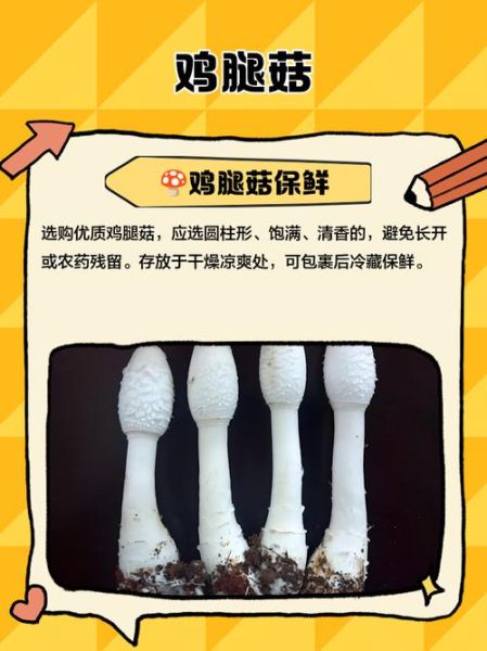 鸡腿菇不能和什么一起吃_鸡腿菇中毒症状-第1张图片-山城妙识 鸡腿菇不能和什么一起吃_鸡腿菇中毒症状-第1张图片-山城妙识