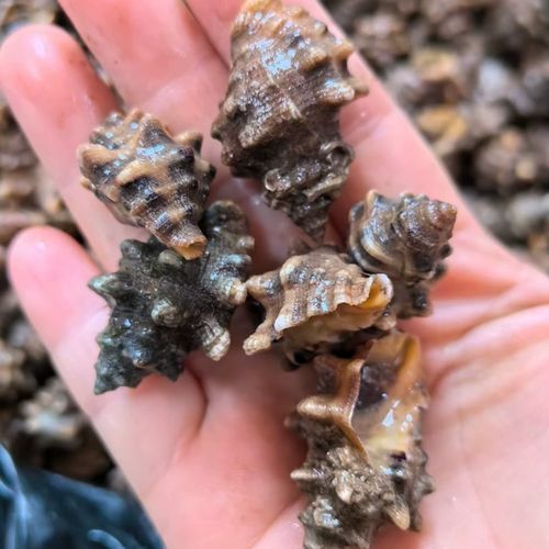 辣螺多少钱一斤_辣螺价格行情-第1张图片-山城妙识