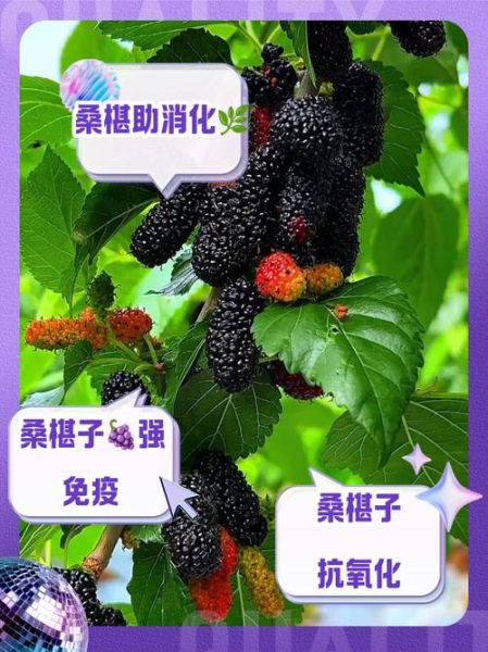桑椹子图片_桑椹子功效与作用-第1张图片-山城妙识 桑椹子图片_桑椹子功效与作用-第1张图片-山城妙识