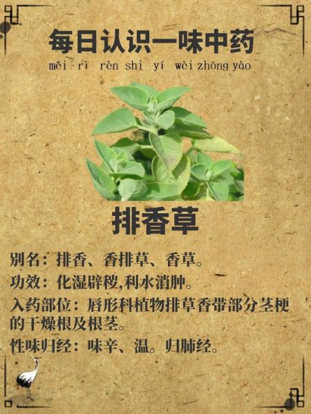 香草的功效与作用_香草有哪些药用价值-第2张图片-山城妙识 香草的功效与作用_香草有哪些药用价值-第2张图片-山城妙识