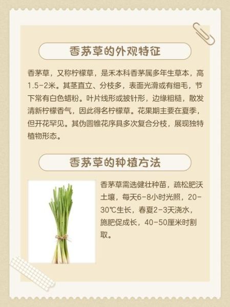 香草的功效与作用_香草有哪些药用价值-第3张图片-山城妙识 香草的功效与作用_香草有哪些药用价值-第3张图片-山城妙识
