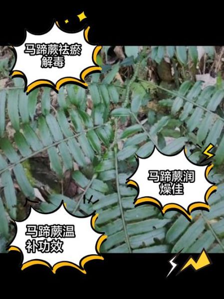 马蹄草副作用有哪些_马蹄草禁忌人群-第2张图片-山城妙识