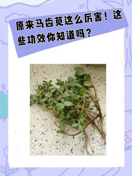 马齿苋的功效与作用及禁忌_什么人不能吃马齿苋-第1张图片-山城妙识