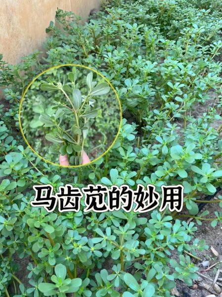 马齿苋的功效与作用及禁忌_什么人不能吃马齿苋-第2张图片-山城妙识
