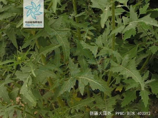大蒜芥是什么_大蒜芥的功效与作用-第2张图片-山城妙识 大蒜芥是什么_大蒜芥的功效与作用-第2张图片-山城妙识