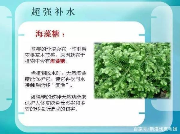 海藻糖对皮肤的作用_海藻糖修复屏障吗-第3张图片-山城妙识 海藻糖对皮肤的作用_海藻糖修复屏障吗-第3张图片-山城妙识