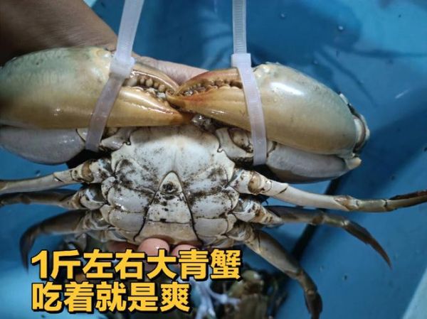 青蟹多少钱一斤_青蟹价格为什么差距大-第3张图片-山城妙识 青蟹多少钱一斤_青蟹价格为什么差距大-第3张图片-山城妙识