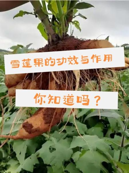 雪莲果煮熟了吃有什么功效_雪莲果煮熟后营养会流失吗-第2张图片-山城妙识 雪莲果煮熟了吃有什么功效_雪莲果煮熟后营养会流失吗-第2张图片-山城妙识