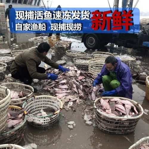 鳎目鱼和龙利鱼一样吗_鳎目鱼是龙利鱼吗-第2张图片-山城妙识