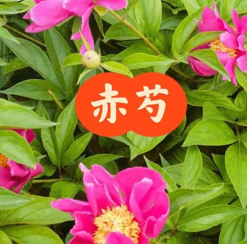 赤芍的功效与作用有哪些_赤芍的禁忌症是什么-第3张图片-山城妙识 赤芍的功效与作用有哪些_赤芍的禁忌症是什么-第3张图片-山城妙识