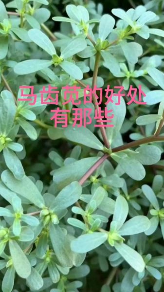 马齿苋能治白发吗_马齿苋治白发的正确用法-第2张图片-山城妙识