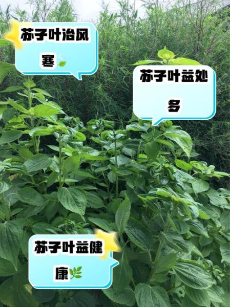 苏子叶的功效与作用及禁忌_孕妇能吃吗-第1张图片-山城妙识 苏子叶的功效与作用及禁忌_孕妇能吃吗-第1张图片-山城妙识