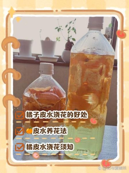 橘子皮泡水浇花好吗_怎么用不烧根-第2张图片-山城妙识 橘子皮泡水浇花好吗_怎么用不烧根-第2张图片-山城妙识
