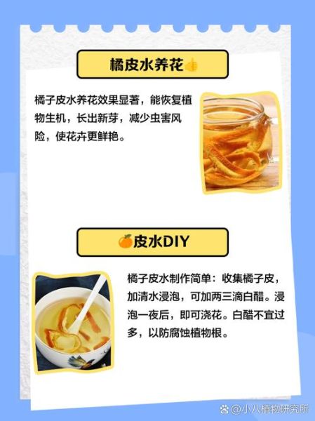 橘子皮泡水浇花好吗_怎么用不烧根-第3张图片-山城妙识 橘子皮泡水浇花好吗_怎么用不烧根-第3张图片-山城妙识