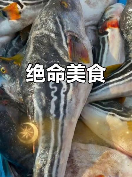 黄鳍东方鲀有毒吗_黄鳍东方鲀怎么吃-第1张图片-山城妙识 黄鳍东方鲀有毒吗_黄鳍东方鲀怎么吃-第1张图片-山城妙识