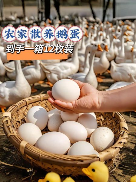 鹅蛋价格多少钱一斤_鹅蛋价格为何波动大-第3张图片-山城妙识