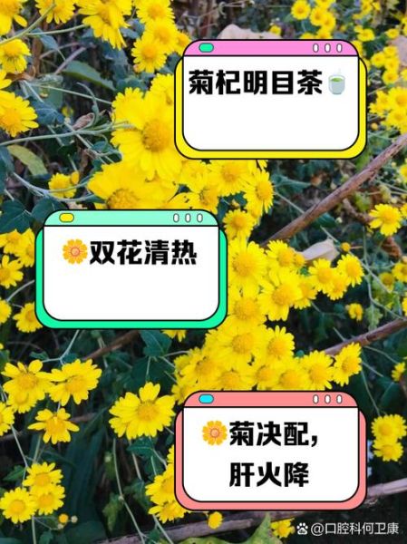 野菊花泡水喝的功效_野菊花和什么搭配最好-第2张图片-山城妙识 野菊花泡水喝的功效_野菊花和什么搭配最好-第2张图片-山城妙识