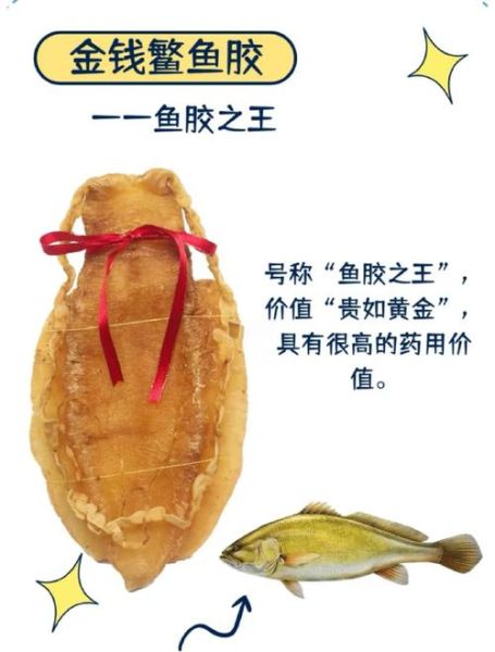 鱼肚和花胶的区别_鱼肚和花胶哪个更营养-第2张图片-山城妙识