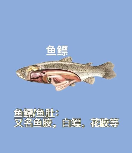 鱼肚和花胶的区别_鱼肚和花胶哪个更营养-第1张图片-山城妙识