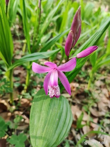 小白芨图片_小白芨长什么样-第3张图片-山城妙识