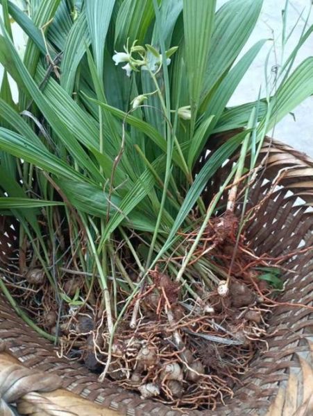 小白芨图片_小白芨长什么样-第1张图片-山城妙识