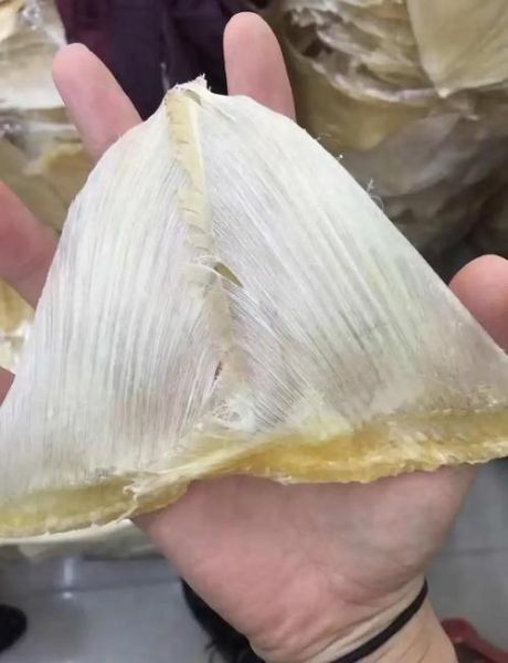 鱼翅是什么部位_鱼翅是鲨鱼的哪个部位-第1张图片-山城妙识 鱼翅是什么部位_鱼翅是鲨鱼的哪个部位-第1张图片-山城妙识