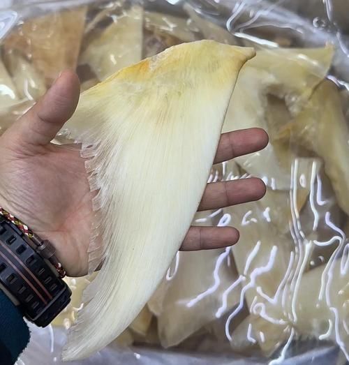 鱼翅是什么部位_鱼翅是鲨鱼的哪个部位-第2张图片-山城妙识 鱼翅是什么部位_鱼翅是鲨鱼的哪个部位-第2张图片-山城妙识
