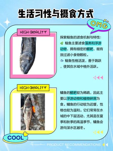 鳙鱼和鲢鱼食性区别_哪个更爱吃浮游动物-第3张图片-山城妙识 鳙鱼和鲢鱼食性区别_哪个更爱吃浮游动物-第3张图片-山城妙识