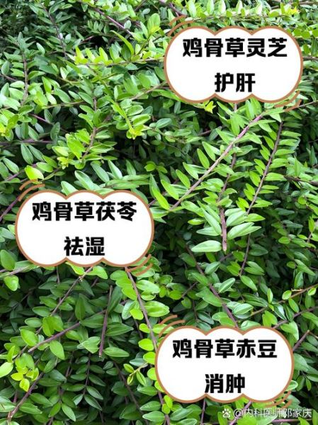 鸡骨草煲汤的做法_鸡骨草搭配什么煲汤好-第3张图片-山城妙识 鸡骨草煲汤的做法_鸡骨草搭配什么煲汤好-第3张图片-山城妙识