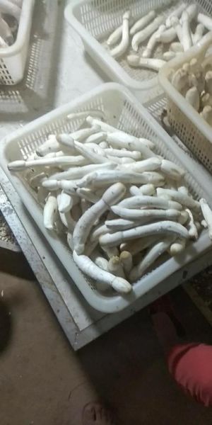 鸡腿菇图片高清_如何挑选新鲜鸡腿菇-第3张图片-山城妙识