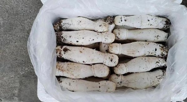 鸡腿菇图片高清_如何挑选新鲜鸡腿菇-第1张图片-山城妙识