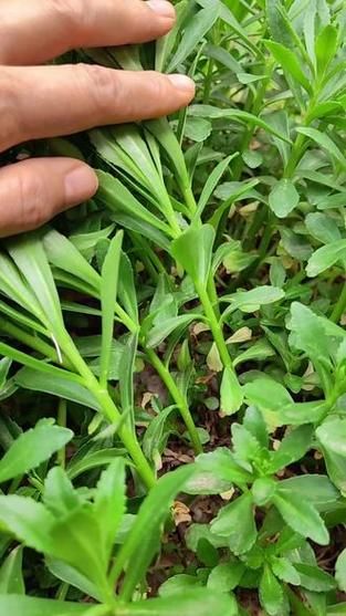 高钙养心菜是骗局吗_高钙养心菜真相揭秘-第1张图片-山城妙识 高钙养心菜是骗局吗_高钙养心菜真相揭秘-第1张图片-山城妙识