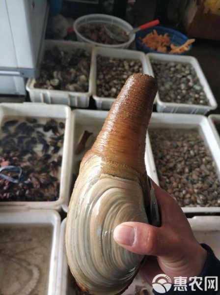 象拔蚌2怎么养_象拔蚌2养殖技巧-第3张图片-山城妙识 象拔蚌2怎么养_象拔蚌2养殖技巧-第3张图片-山城妙识