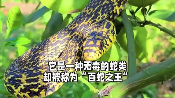 菜花蛇有几种颜色_菜花蛇颜色变异原因-第1张图片-山城妙识 菜花蛇有几种颜色_菜花蛇颜色变异原因-第1张图片-山城妙识