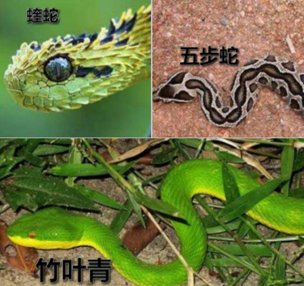 菜花蛇有几种颜色_菜花蛇颜色变异原因-第3张图片-山城妙识 菜花蛇有几种颜色_菜花蛇颜色变异原因-第3张图片-山城妙识
