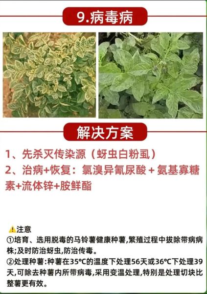 马铃薯晚疫病防治方法_马铃薯晚疫病用什么药-第3张图片-山城妙识