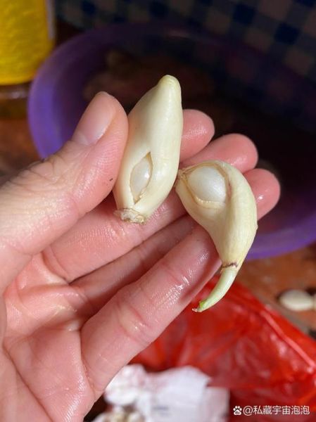 小蒜怎么保存不发芽_小蒜和蒜苗的区别-第3张图片-山城妙识